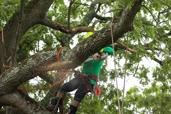 Your Tree Service in Dacula, GA, 30019