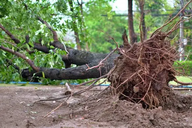How to Remove Tree Roots - M & D Tree Services LLC